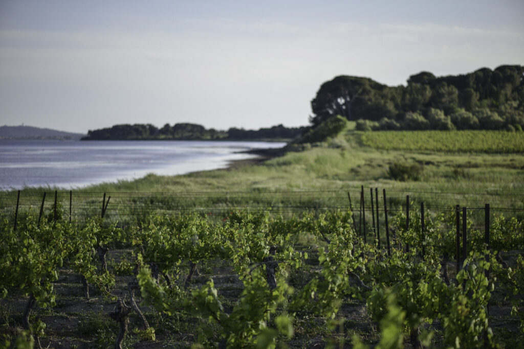 Vins Vignes et Terroirs en AOP Picpoul de Pinet le samedi 4 juin - In ...